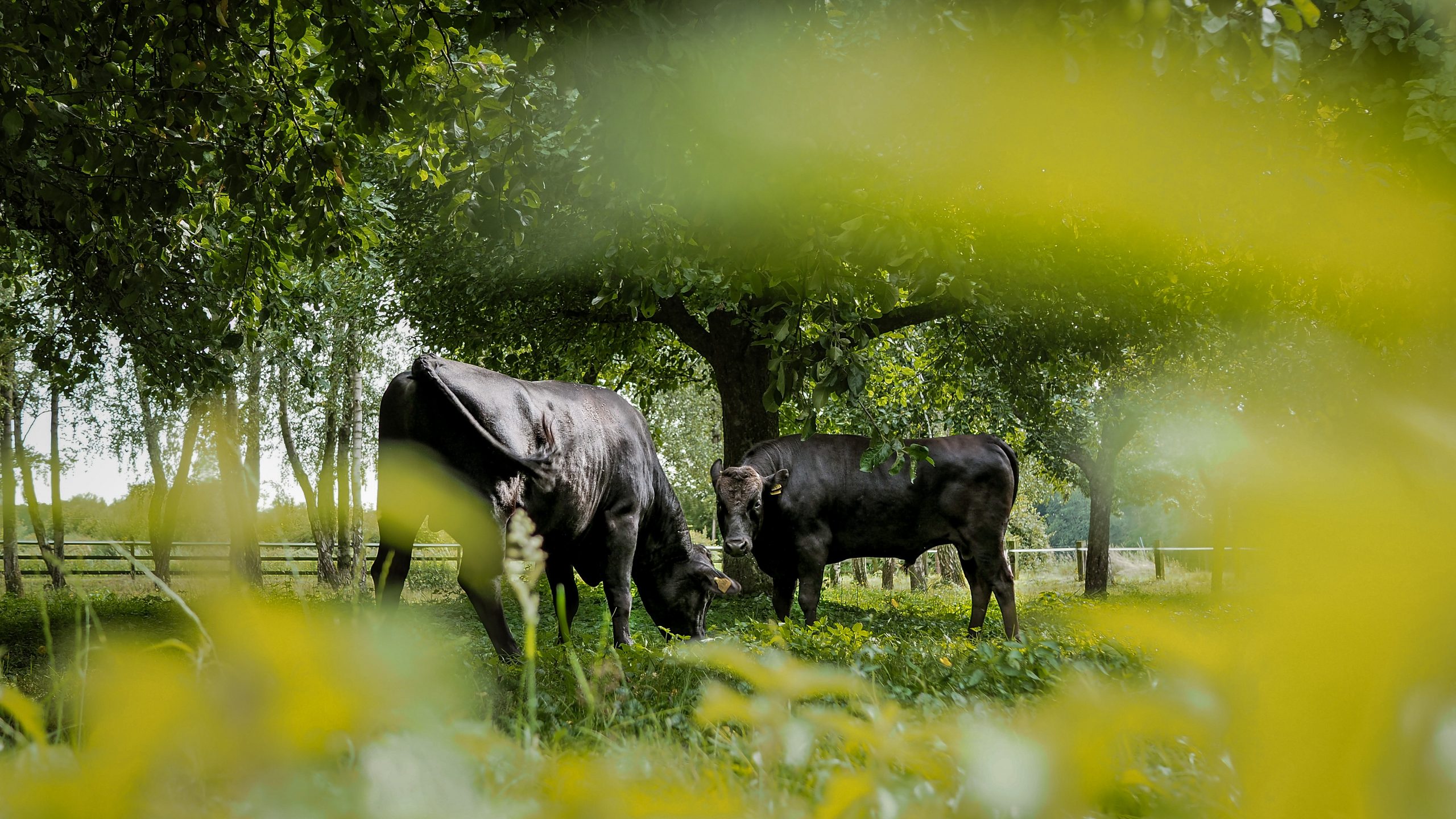 Wagyu Rind - Mein Wagyu Hof - Unsere Tiere